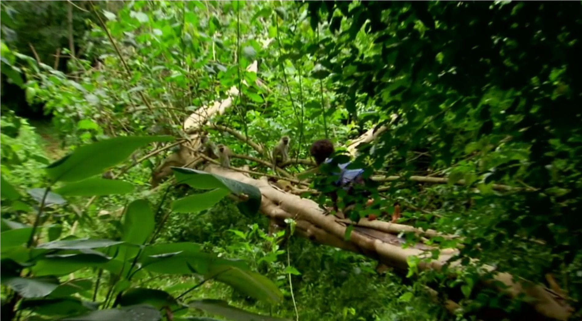 12 Unbelievable Facts About John Ssebunya, The Boy Raised By Monkeys