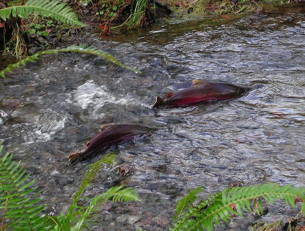 Animals That Live In Radioactive Fukushima