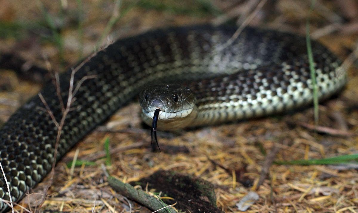 14 Deadly Australian Animals That Prove Nature Is Too Scary