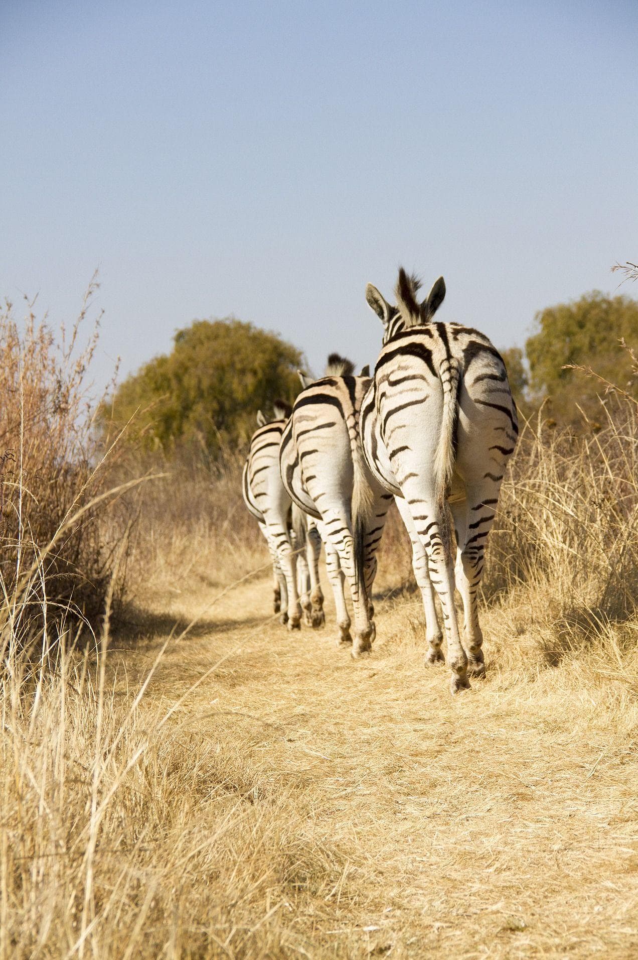 12 Crazy Facts About The Plains Zebra