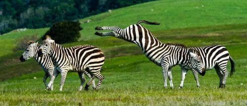 12 Crazy Facts About The Plains Zebra