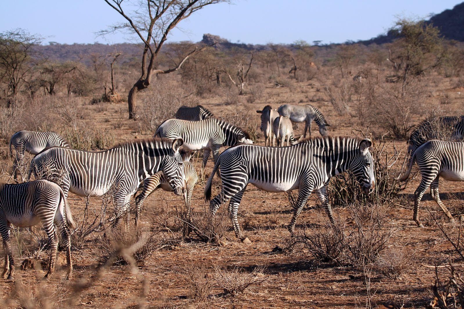 12 Crazy Facts About The Plains Zebra