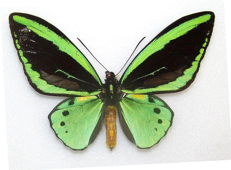 The 20 Most Beautiful Butterflies In The World, Ranked