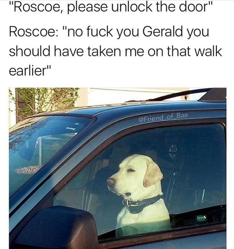 25 Hilarious Memes About Hurting Your Pet's Feelings