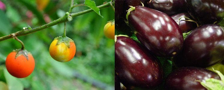 20 Common Fruits Vs Their Undomesticated Forms (Photos)