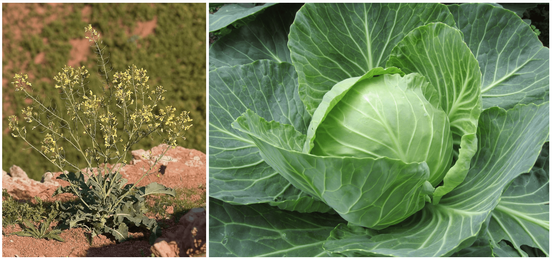 Random Pics Of Common Fruits As You Know Them Compared To Their ...