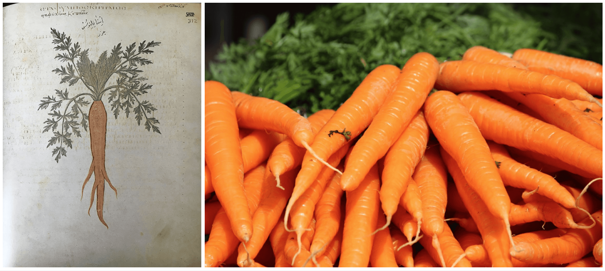 Random Pics Of Common Fruits As You Know Them Compared To Their ...