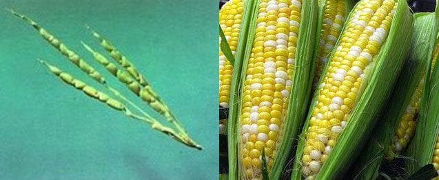 20 Common Fruits Vs Their Undomesticated Forms (Photos)