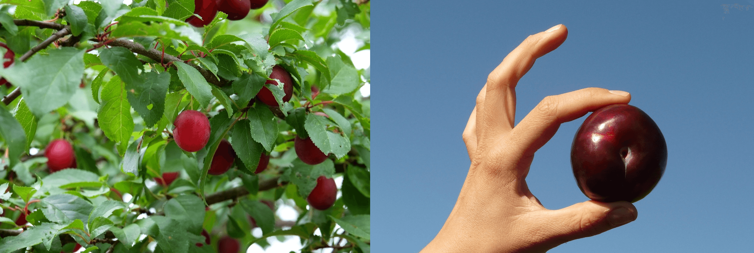 17 Photos Of Common Fruits And Vegetables, Ranked