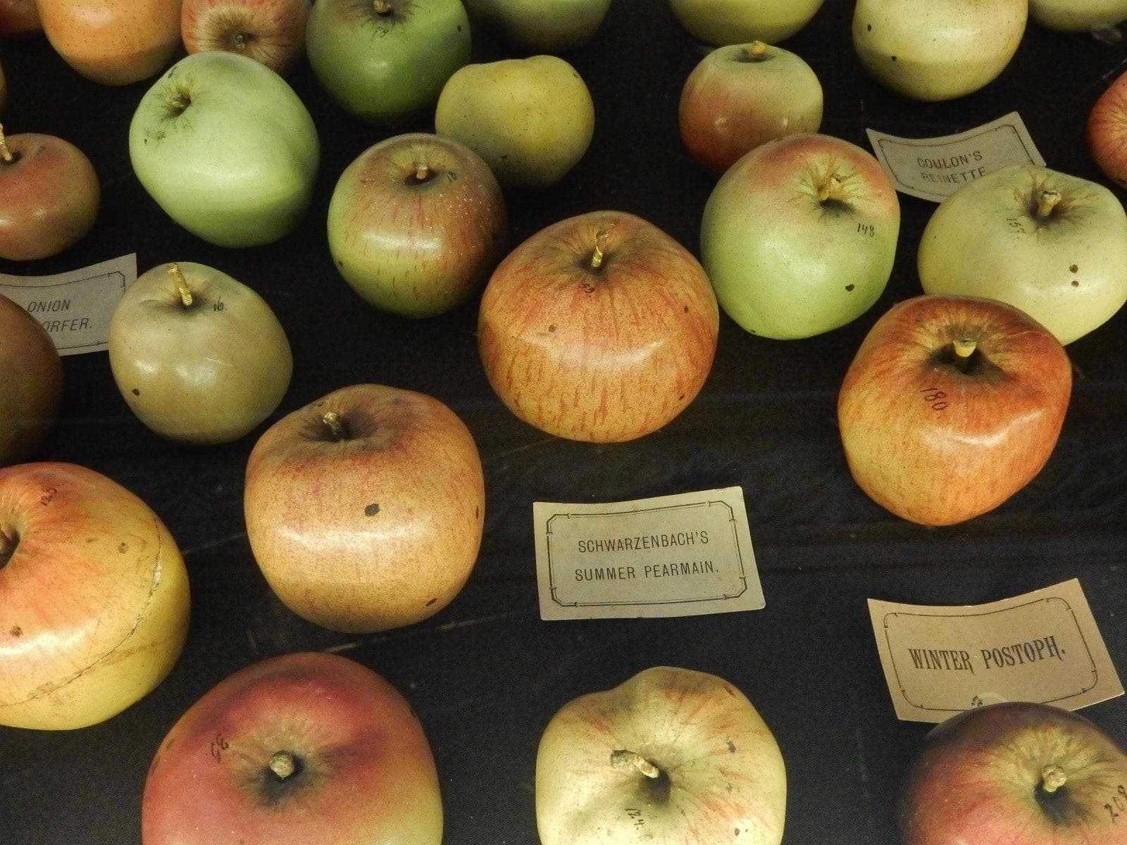 Random Pics Of Common Fruits As You Know Them Compared To Their ...