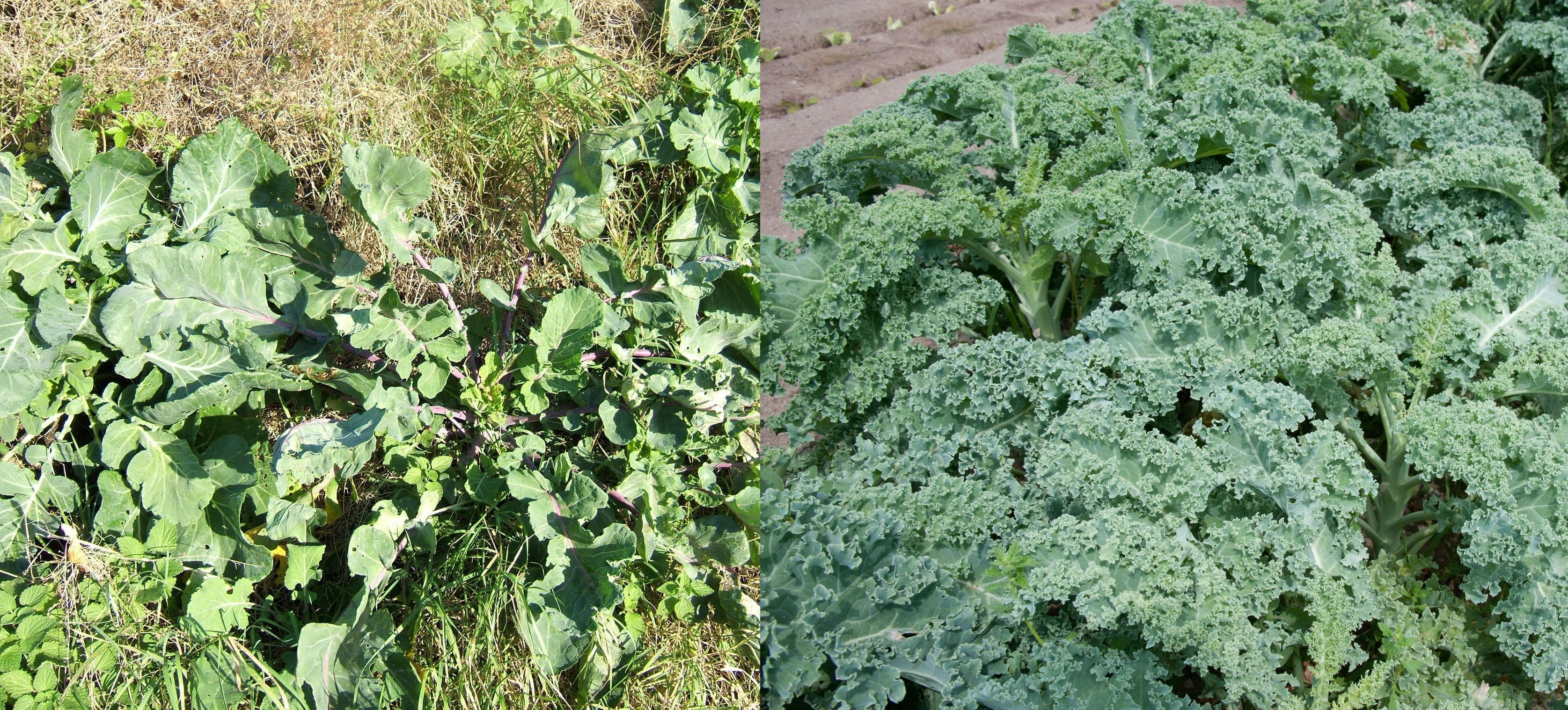 Random Pics Of Common Fruits As You Know Them Compared To Their ...