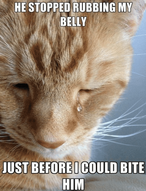 25 Hilarious Memes About Hurting Your Pet's Feelings