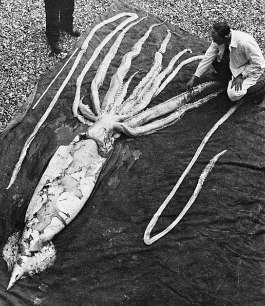 The Legend Of The Kraken Vs. The Actual Giant Squid