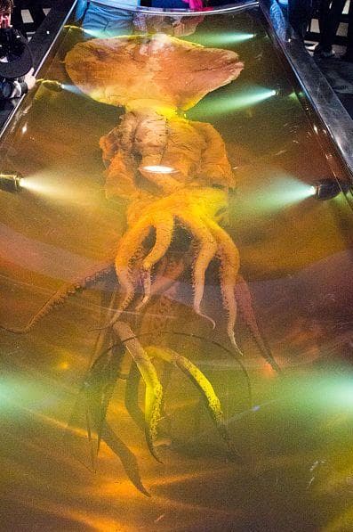 Colossal Squid Vs Kraken