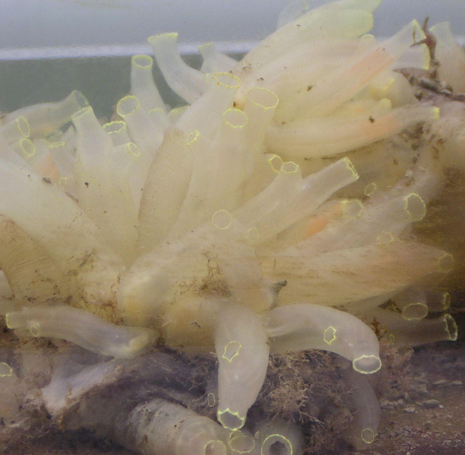 20 Stunningly Beautiful Pics Of Sea Squirts