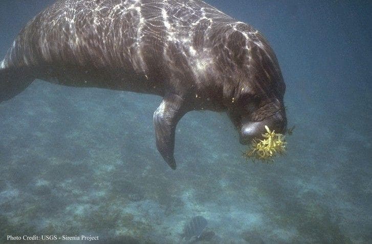 15 Amazing Things About The Manatee