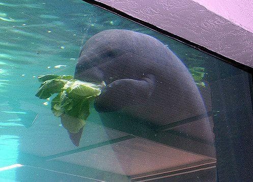 15 Amazing Things About The Manatee