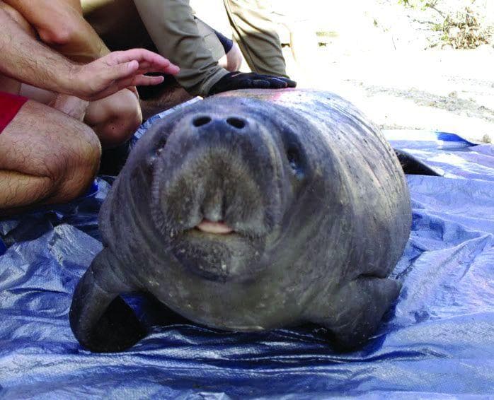 15 Amazing Things About The Manatee