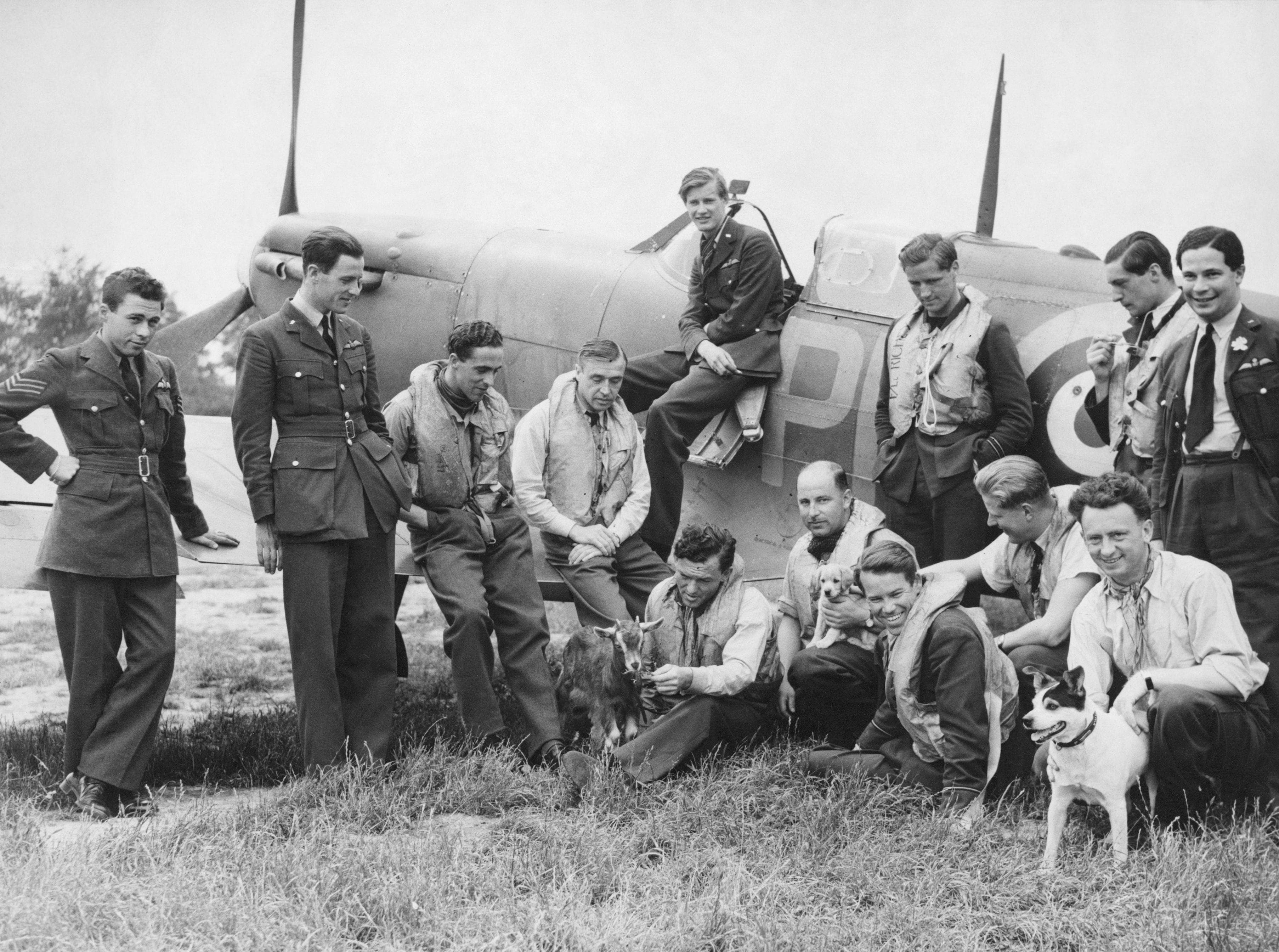 16 Rare Pictures Of Dogs During World War II