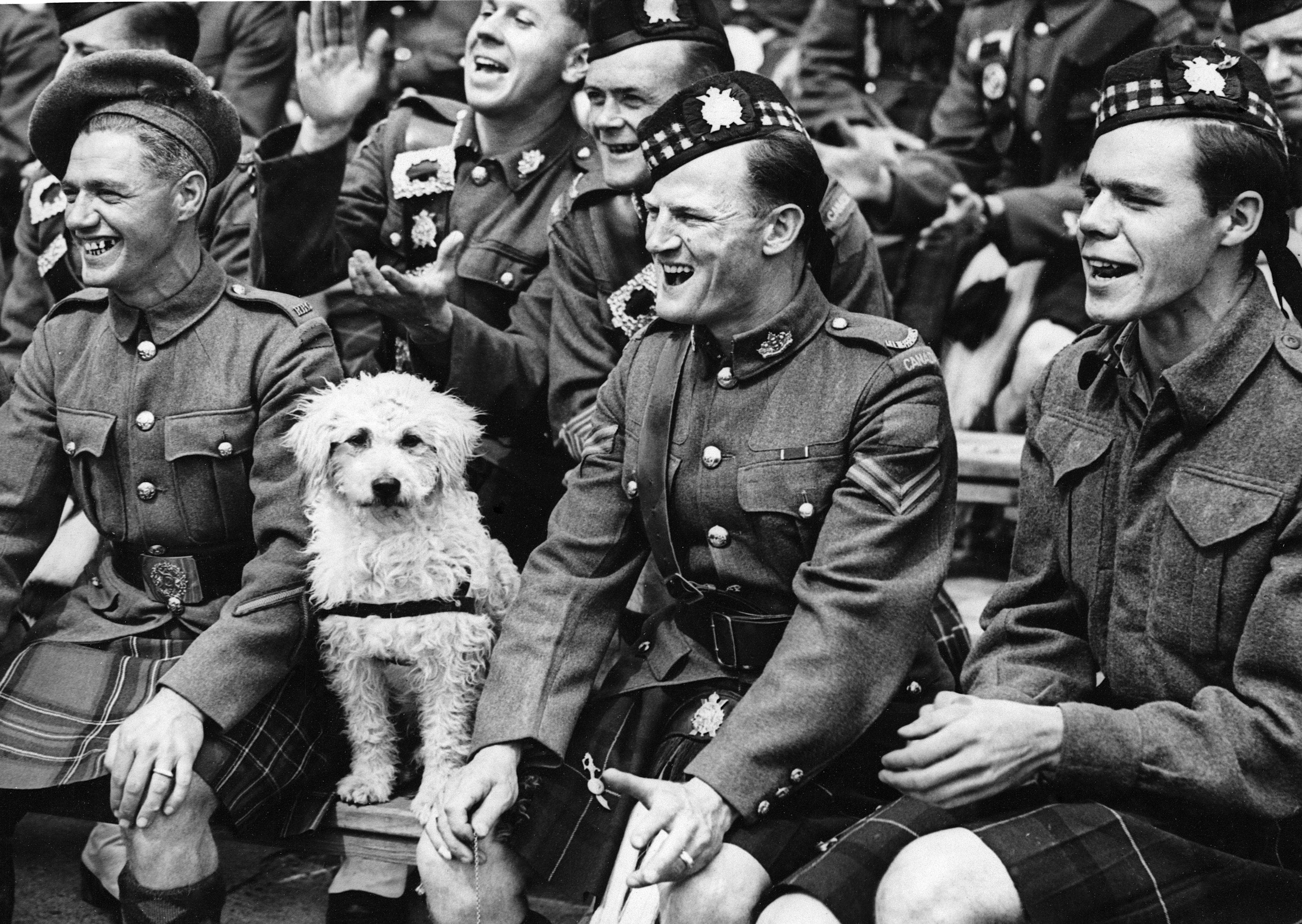 16 Rare Pictures Of Dogs During World War II