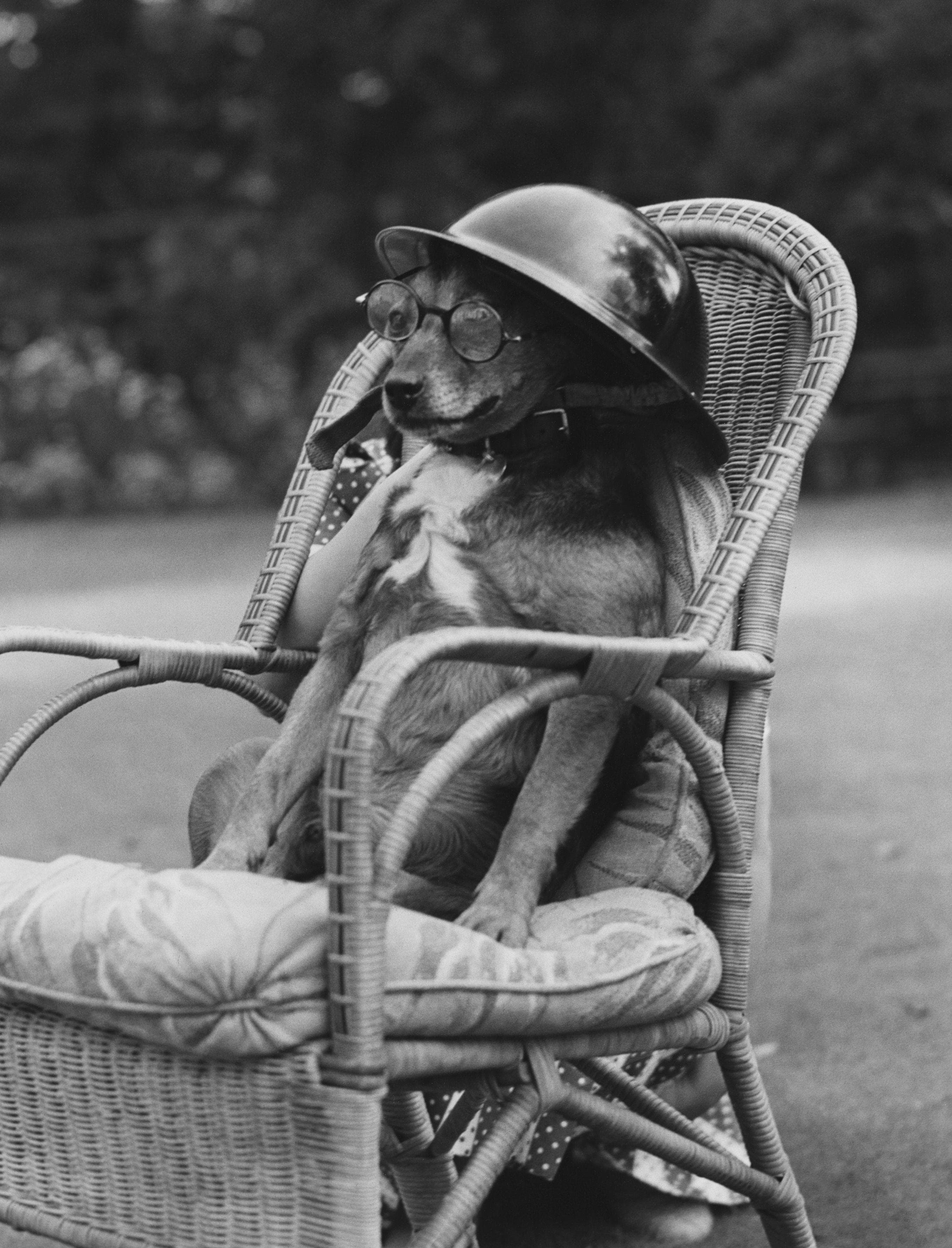 16 Rare Pictures Of Dogs During World War II