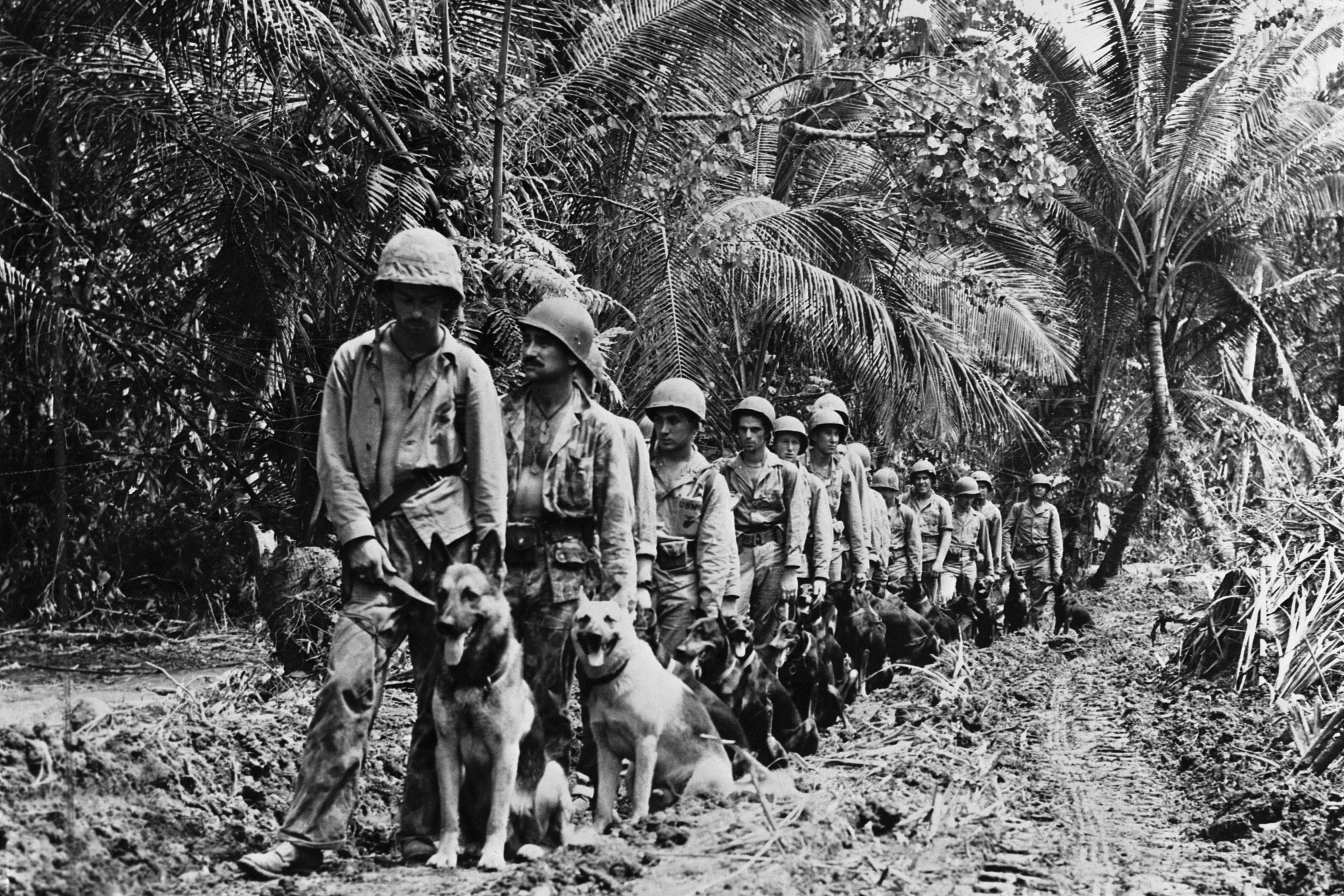 16 Rare Pictures Of Dogs During World War II