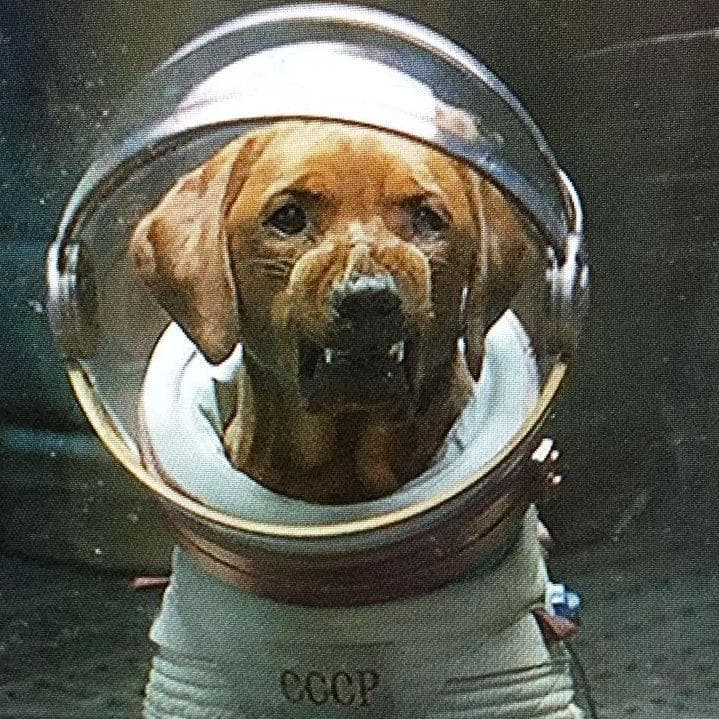 Unknowingly Heroic Animals Who Explored The Final Frontier During The ...