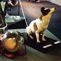 Unknowingly Heroic Animals Who Explored The Final Frontier During The ...