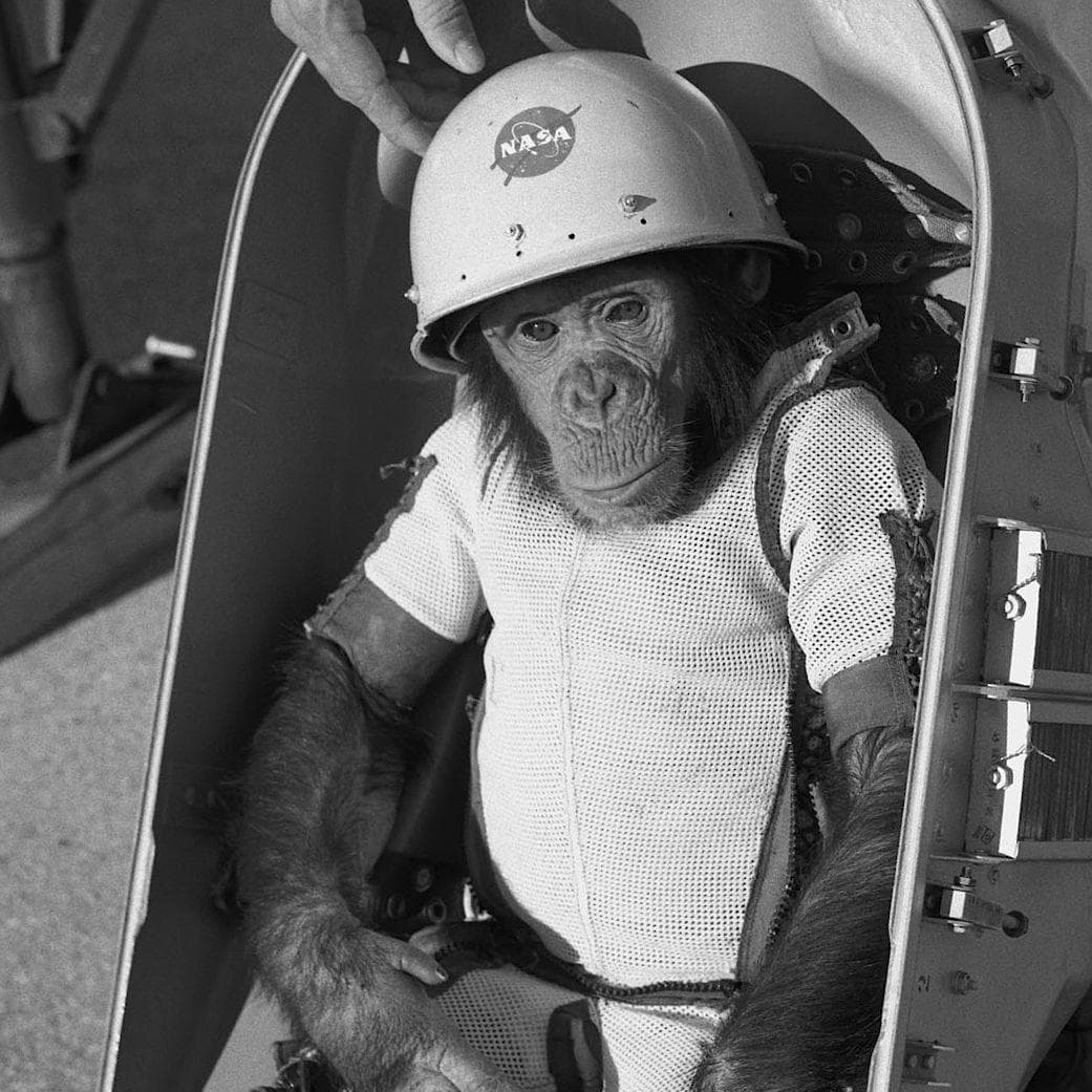 Unknowingly Heroic Animals Who Explored The Final Frontier During The ...