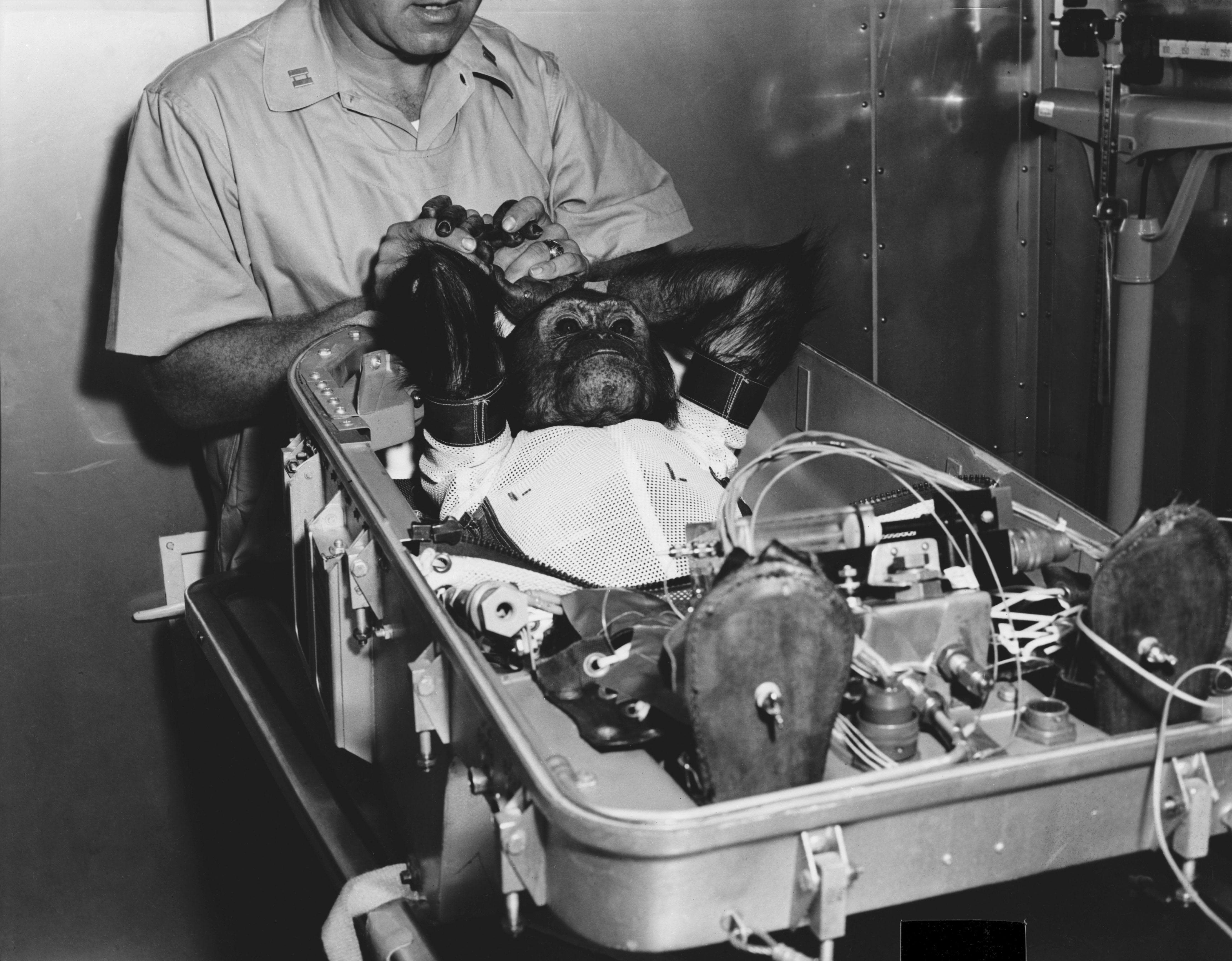 Unknowingly Heroic Animals Who Explored The Final Frontier During The ...