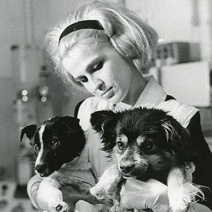 Unknowingly Heroic Animals Who Explored The Final Frontier During The ...