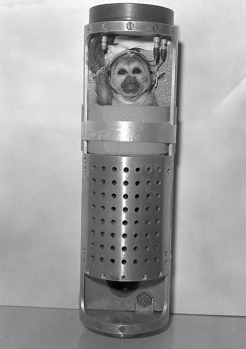 Unknowingly Heroic Animals Who Explored The Final Frontier During The ...