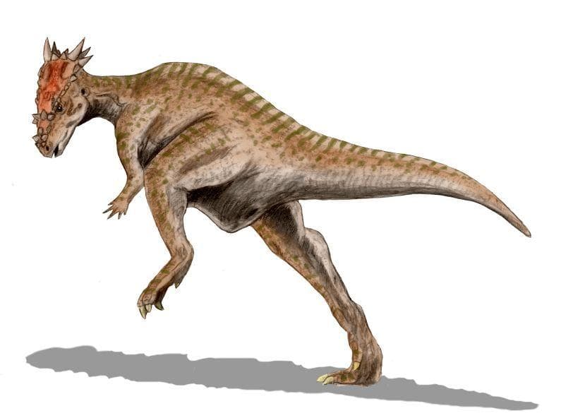 Meet Dracorex Hogwartzia, The Most Amazing Dinosaur You’ve Never Heard Of