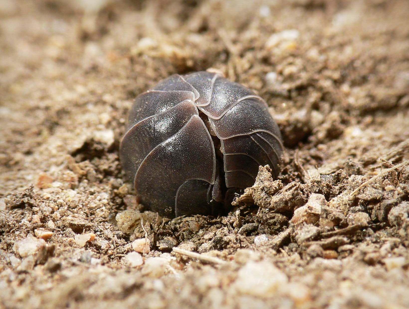 10 Things Most People Don't Know About Pill Bugs
