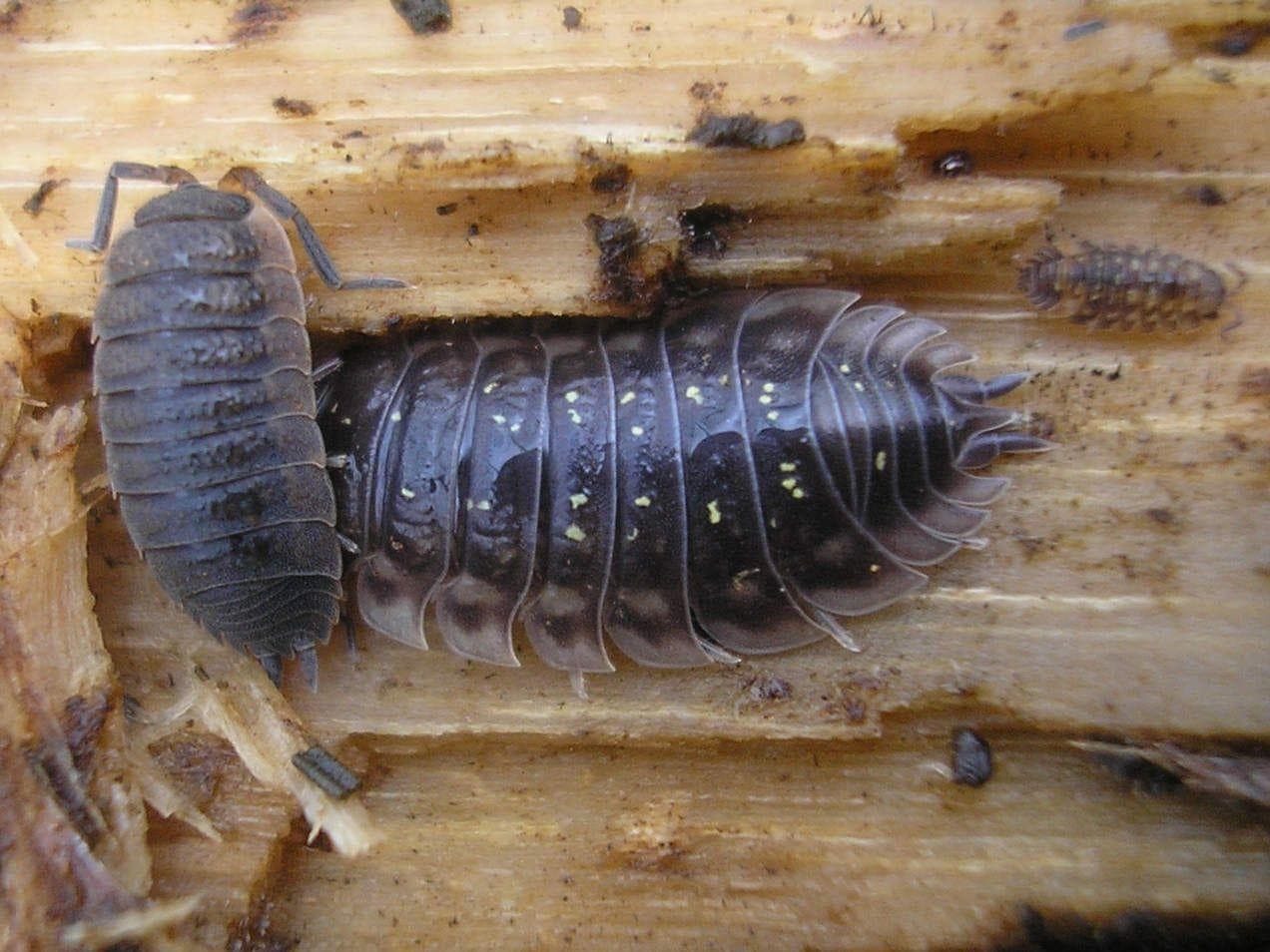10 Things Most People Don't Know About Pill Bugs