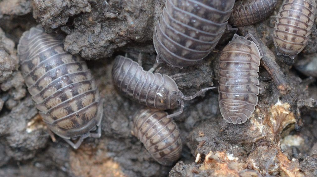 10 Things Most People Don't Know About Pill Bugs