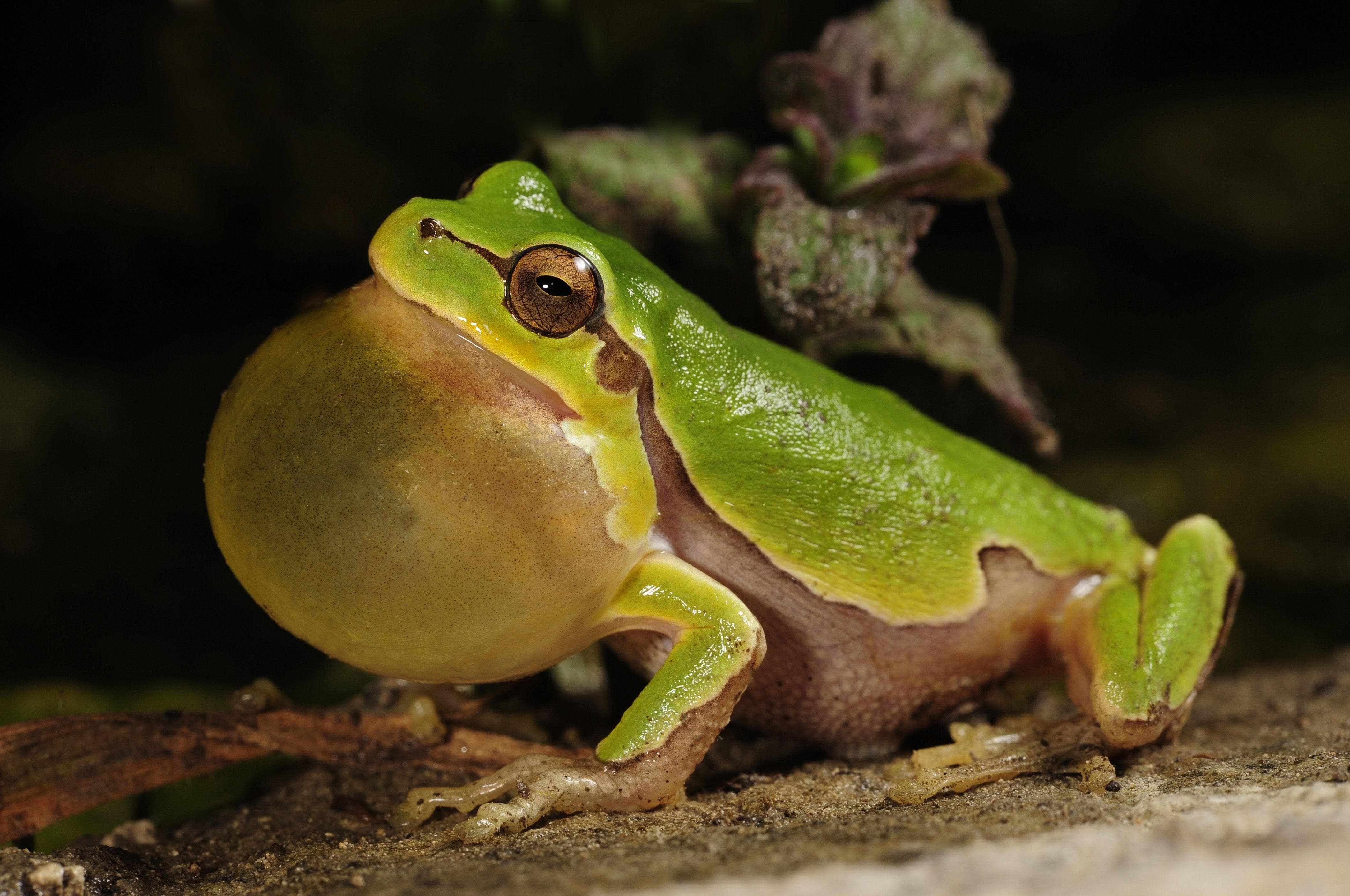 10 Things Most People Don't Know About Pill Bugs