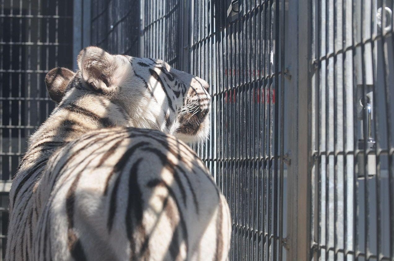Facts About Animals In Captivity You Might Just Wish You Didn't Know