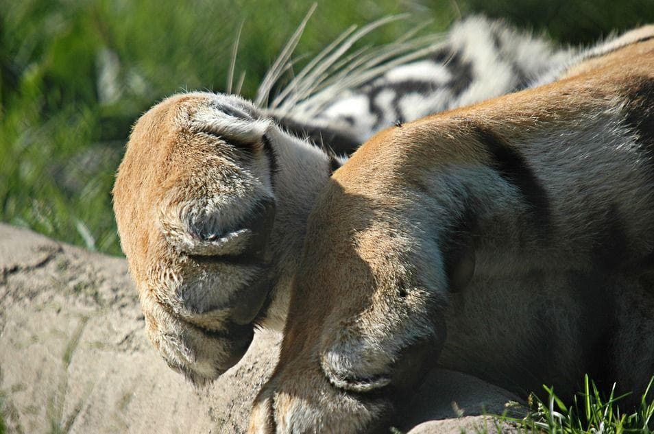 Facts About Animals In Captivity You Might Just Wish You Didn't Know