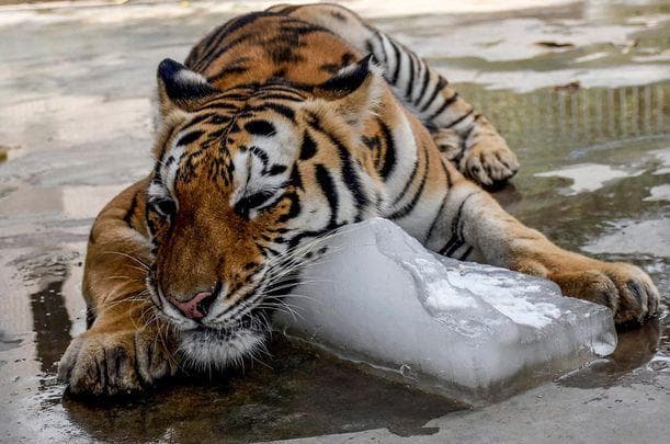 Facts About Animals In Captivity You Might Just Wish You Didn't Know