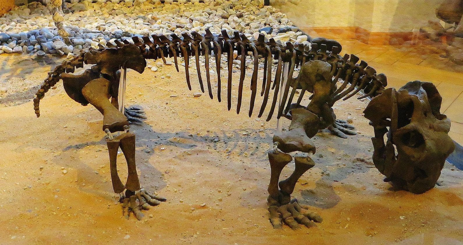 Lystrosaurus, The Prehistoric Animal That Accidentally Took Over The World