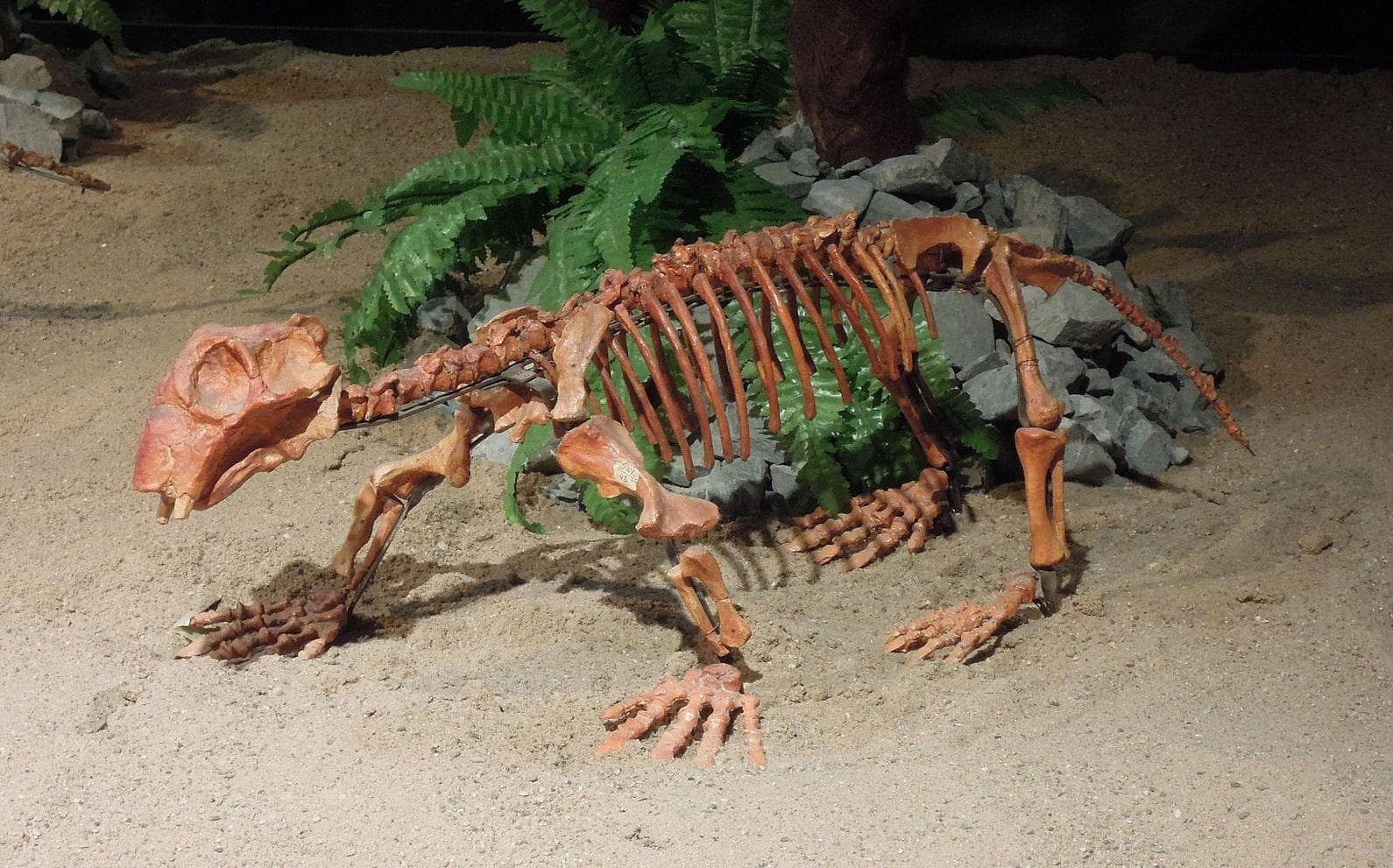 Lystrosaurus, The Prehistoric Animal That Accidentally Took Over The World