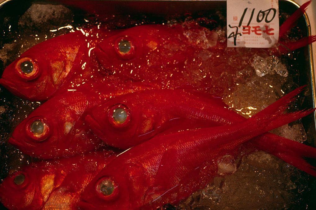 26 Super Nifty Pictures From The Tsukiji Fish Market