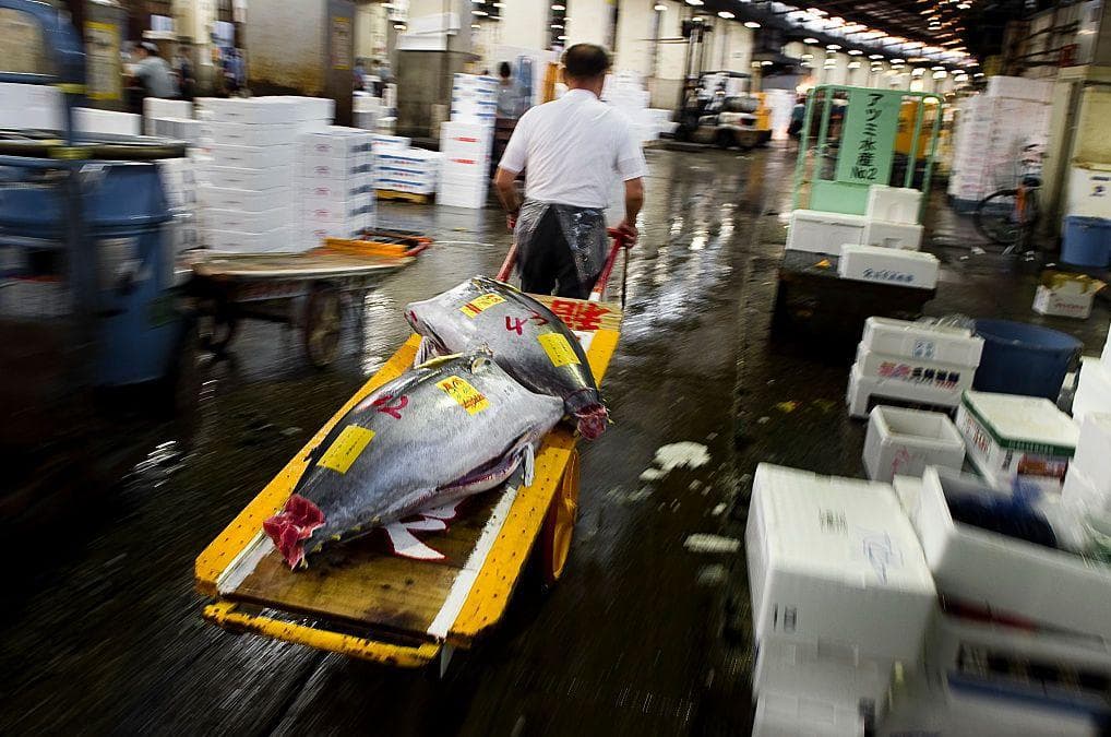 26 Super Nifty Pictures From The Tsukiji Fish Market