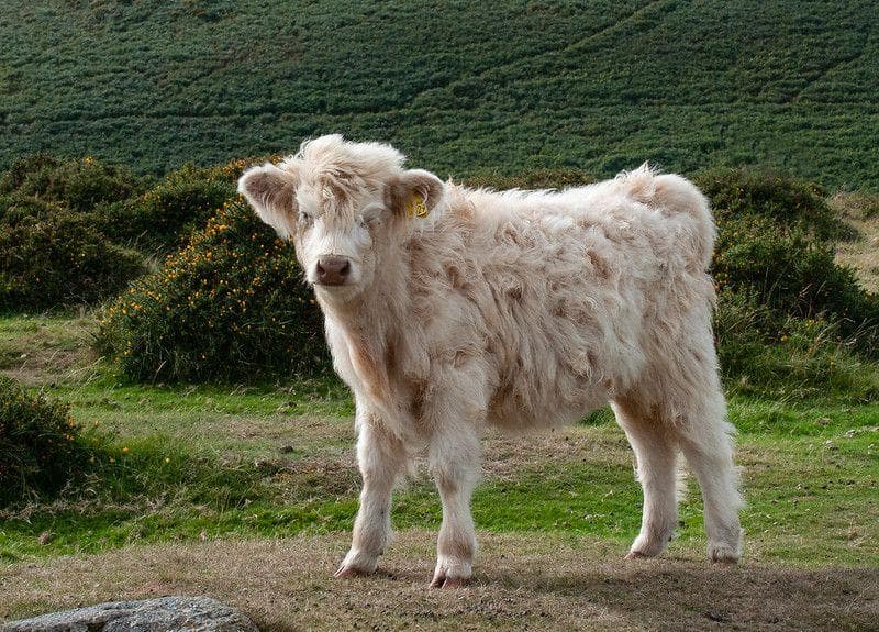 12 Animals With the Most Amazing Hair You've Ever Seen