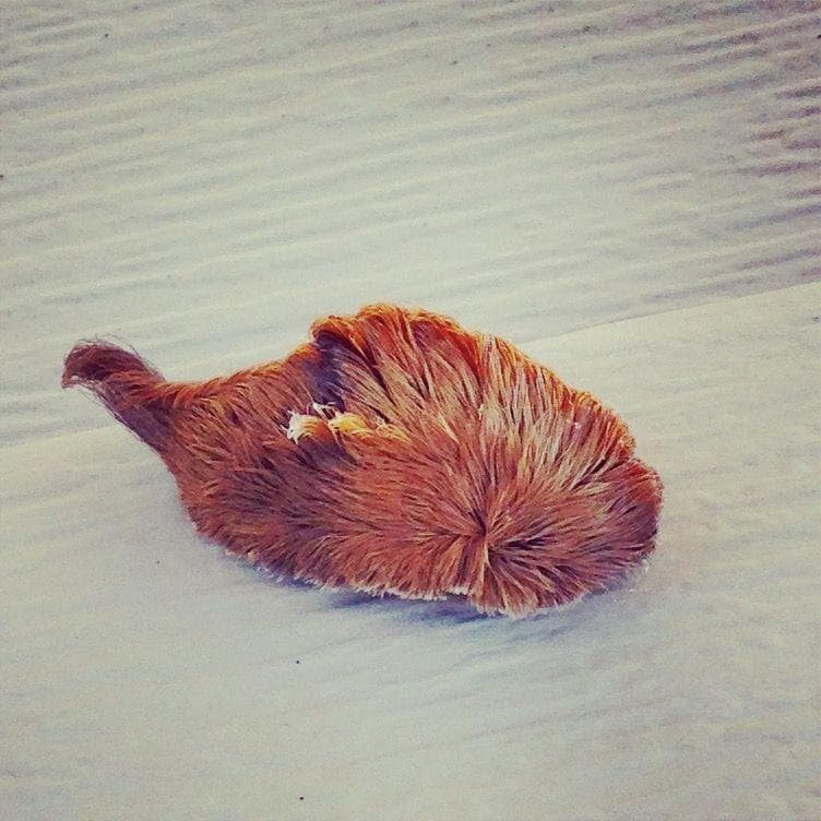 12 Animals With the Most Amazing Hair You've Ever Seen