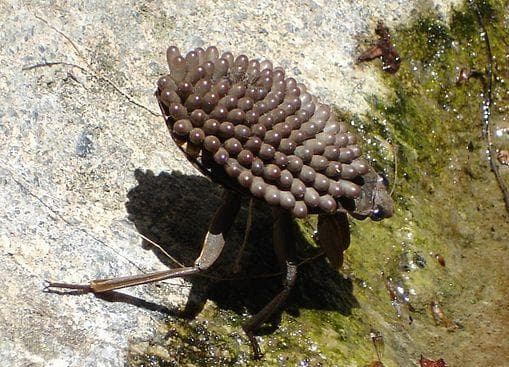 Trypophobia Skin Causes