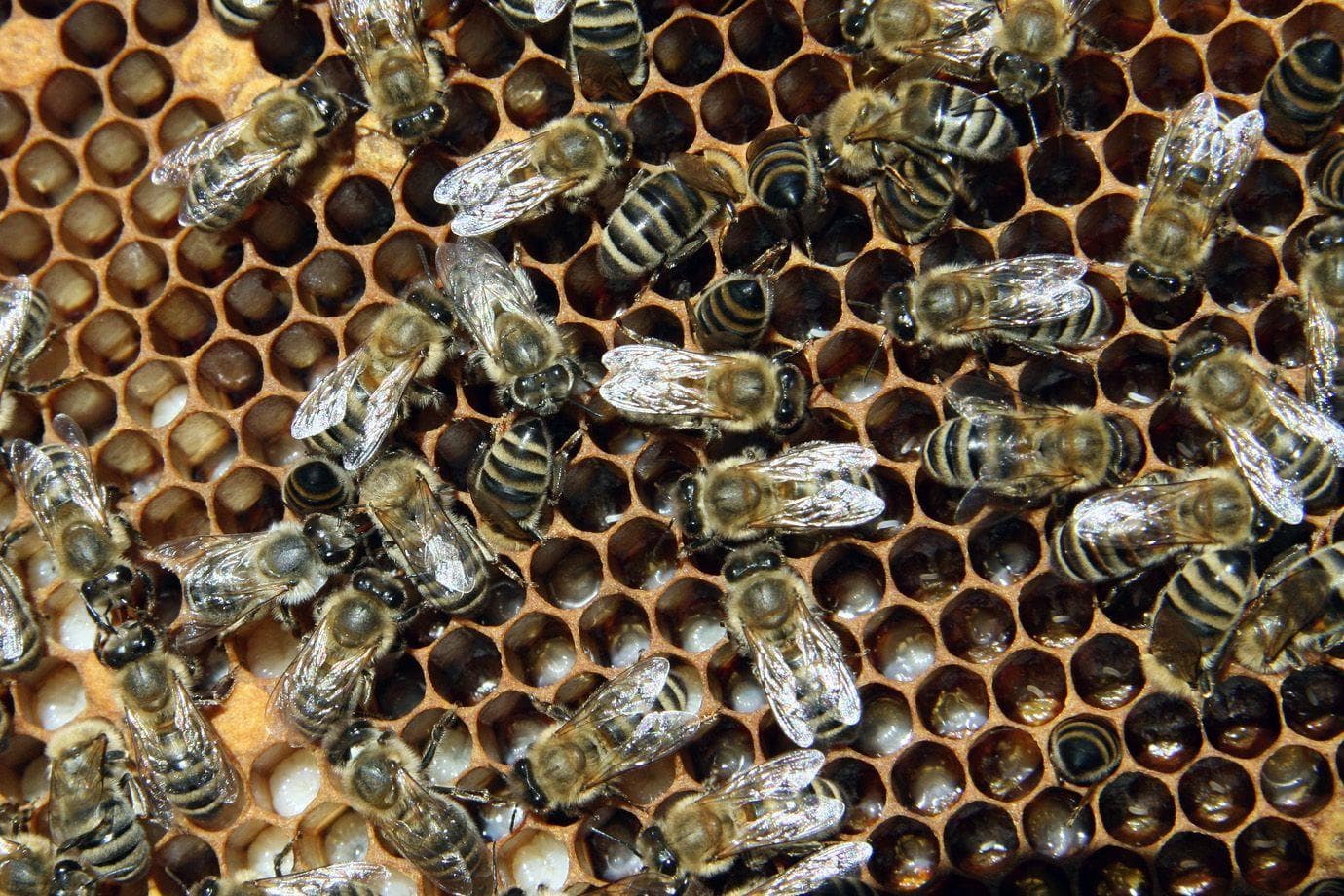 13 Animals That Will Trigger Your Trypophobia (Photos)