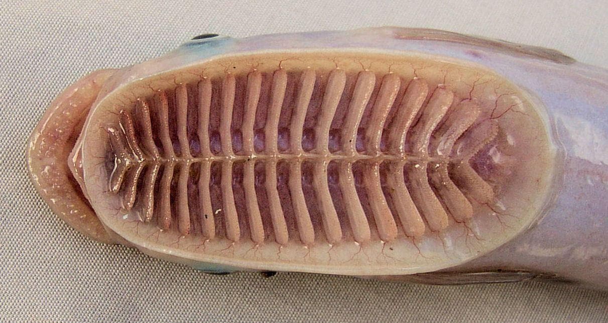 14 Animals That Will Trigger Your Trypophobia (Photos)