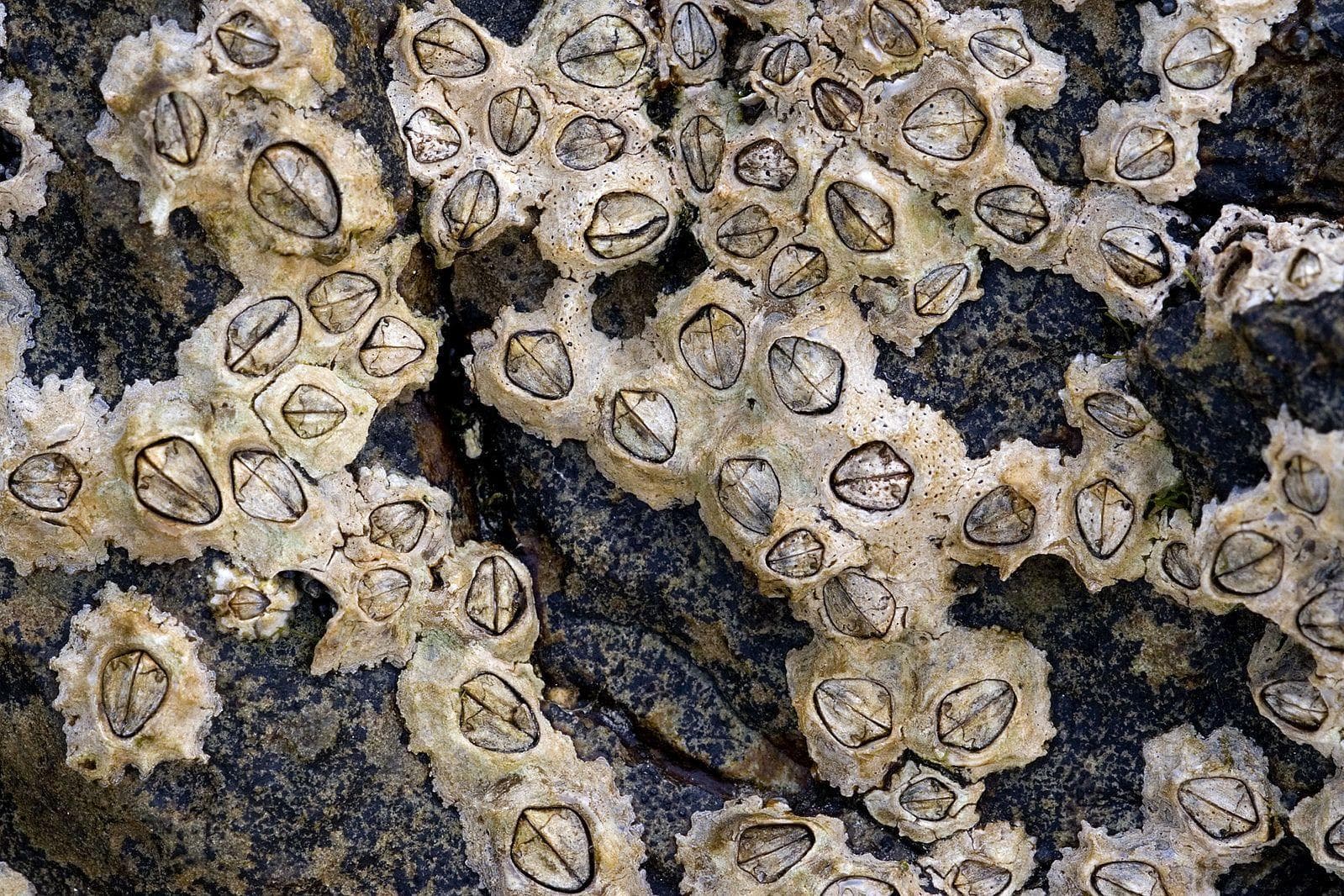 13 Animals That Will Trigger Your Trypophobia (Photos)